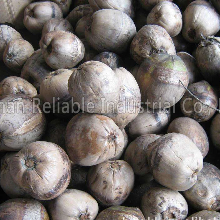 Industrial Coconut Fiber Stripping Machine - High Efficiency