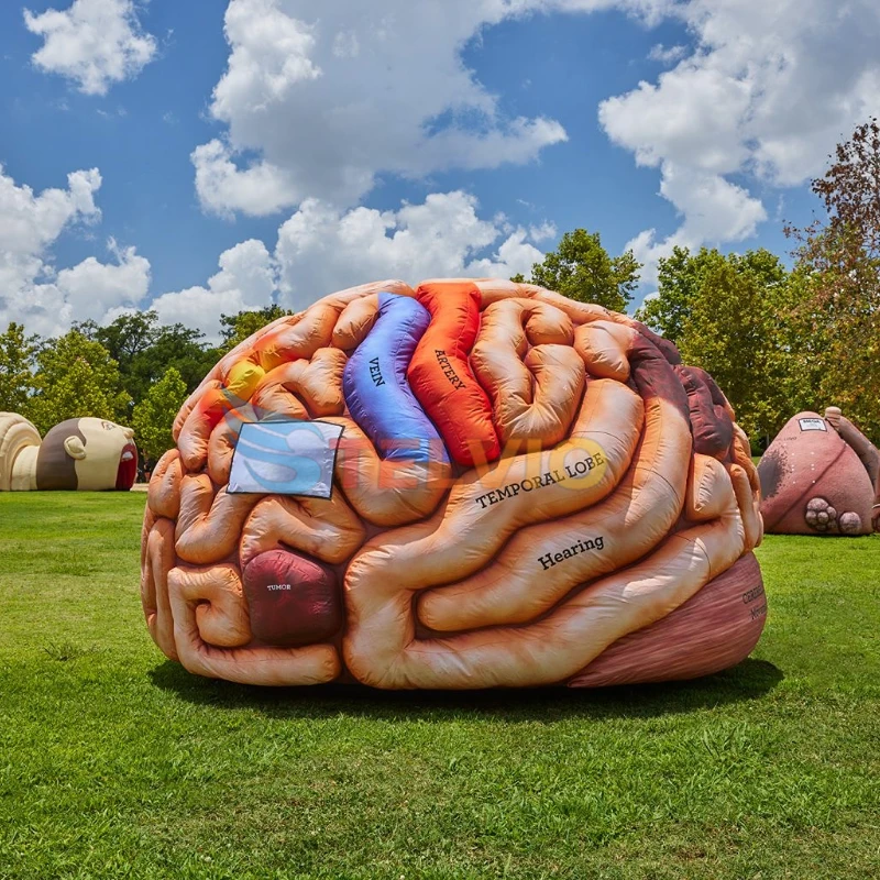 Inflatable Giant Brain Heart 3D Model - Anatomical Organ for Teaching ...