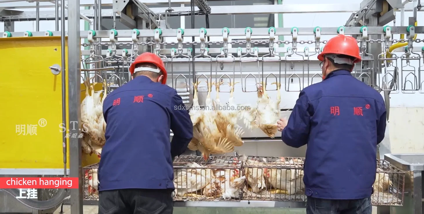 Automatic Chicken Poultry Abattoir Slaughter Process Line Poultry ...