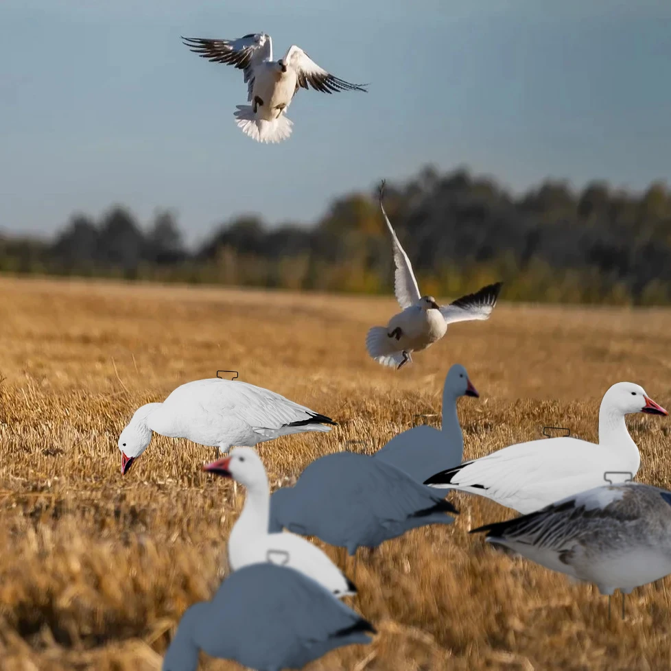 Light Weight Eva Plastic Flocked Silhouette Geese Decoy Juvenile Snow ...