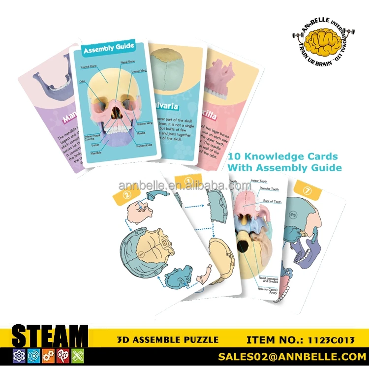 Newest Steam Toys Anatomy Model Human Skull Montessori Diy Assemble ...