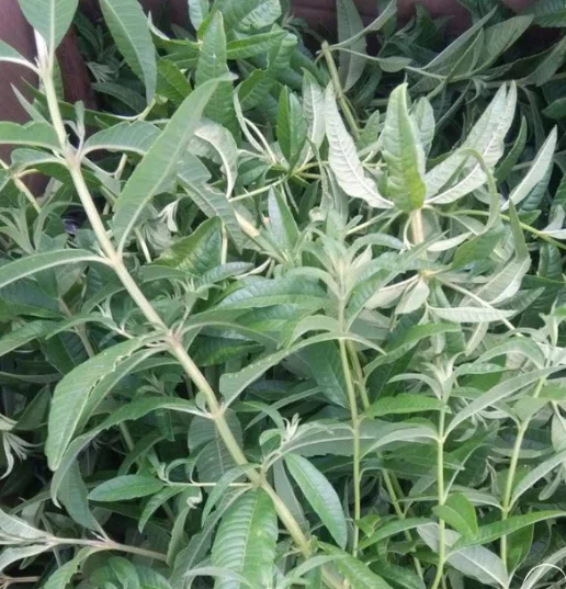 Alibaba.com: Top Grade Bulk Lemon Vervain Green Color Natural Dried ...