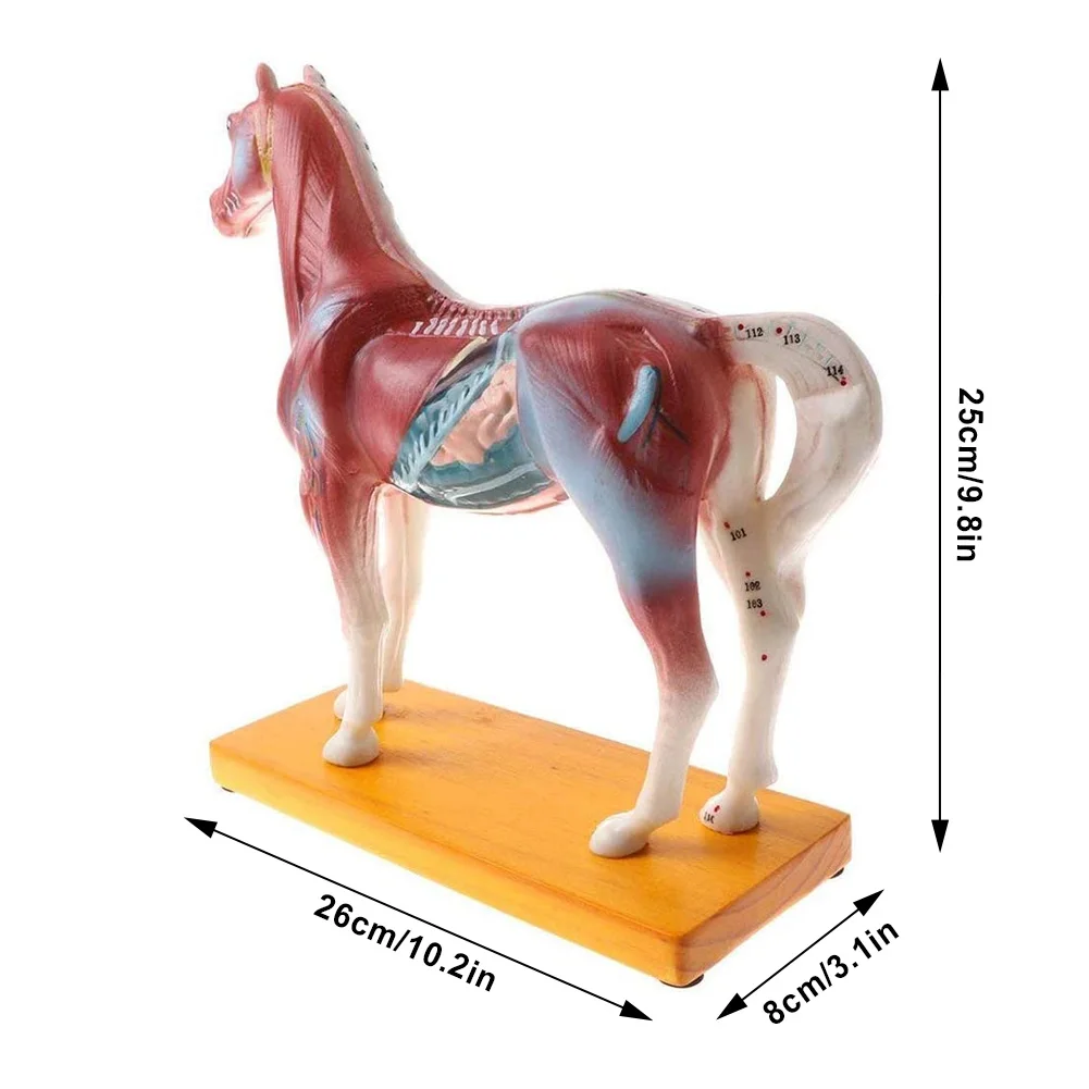 Kyrenmed Horse Acupuncture Teaching Model 114 Points Veterinary Acupuncture Animal Horse ...