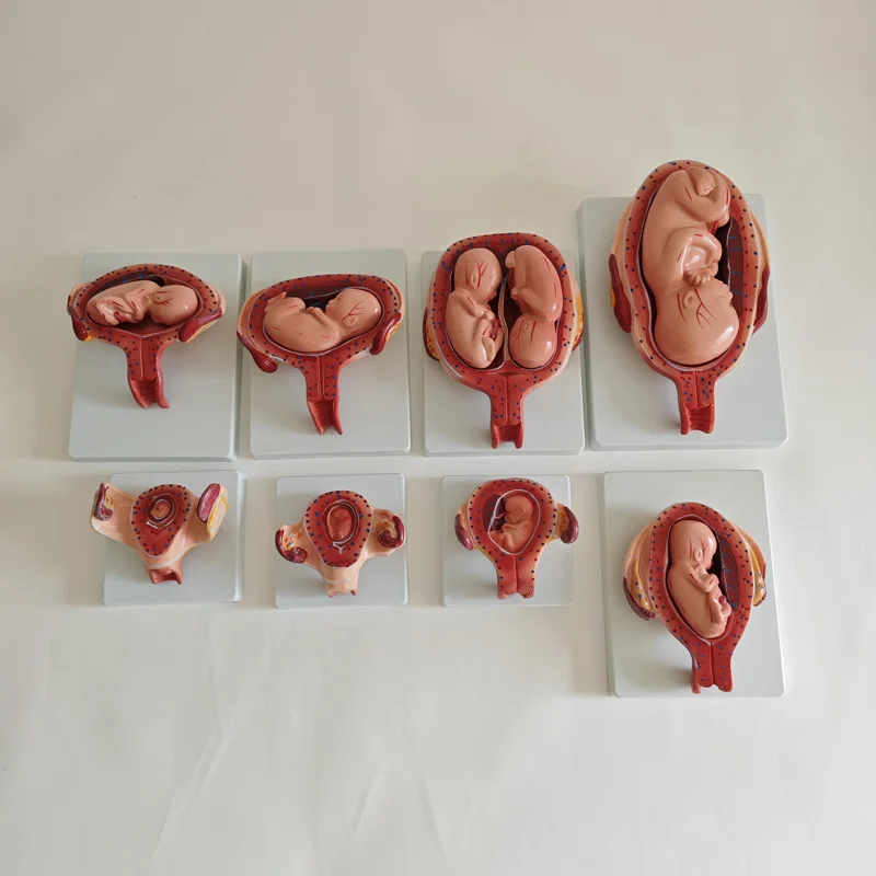 Fetal Development Process Model Detachable Fetal Anatomical Model - Buy ...