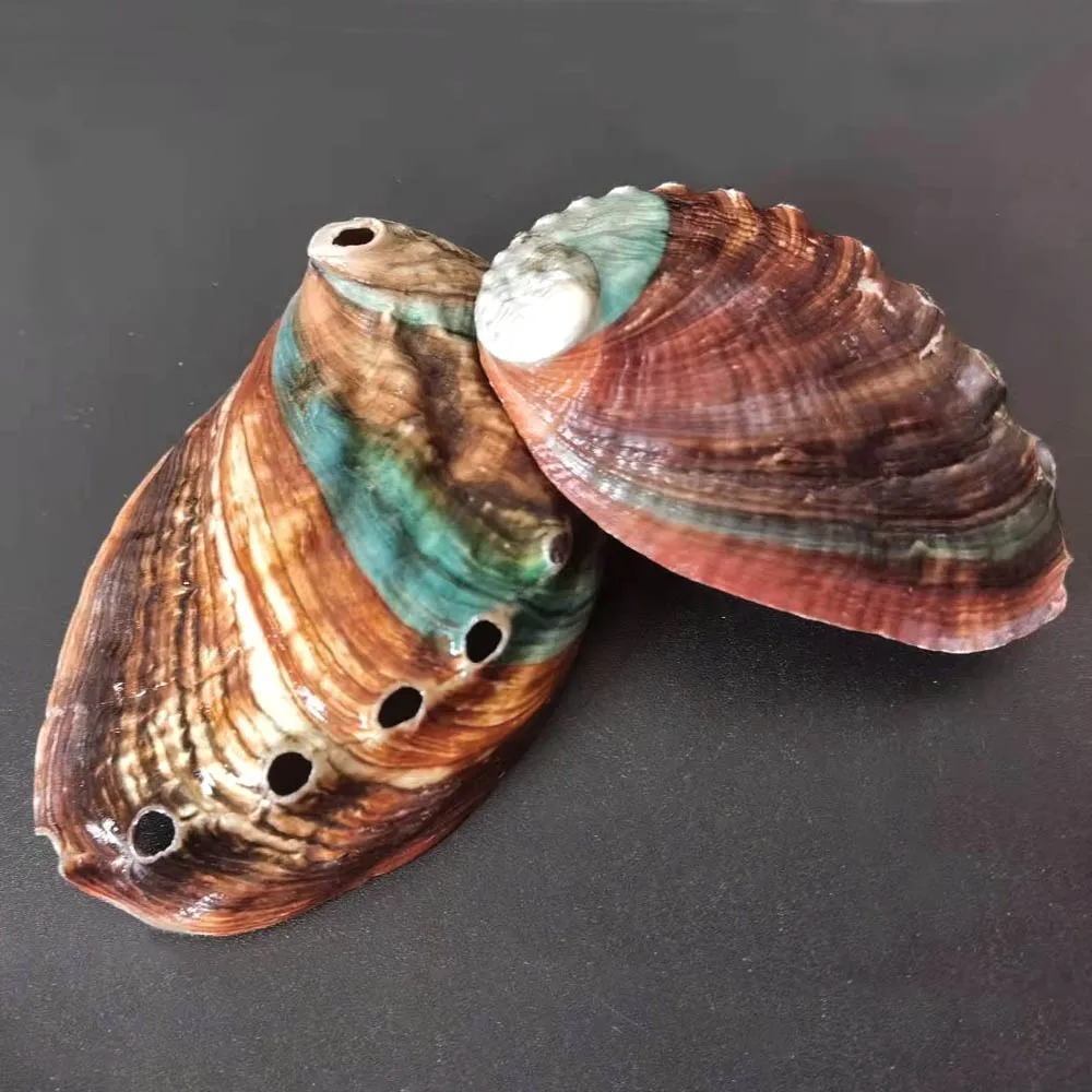 Shop High-Quality Raw Paua Shell - Perfect for DIY Crafts