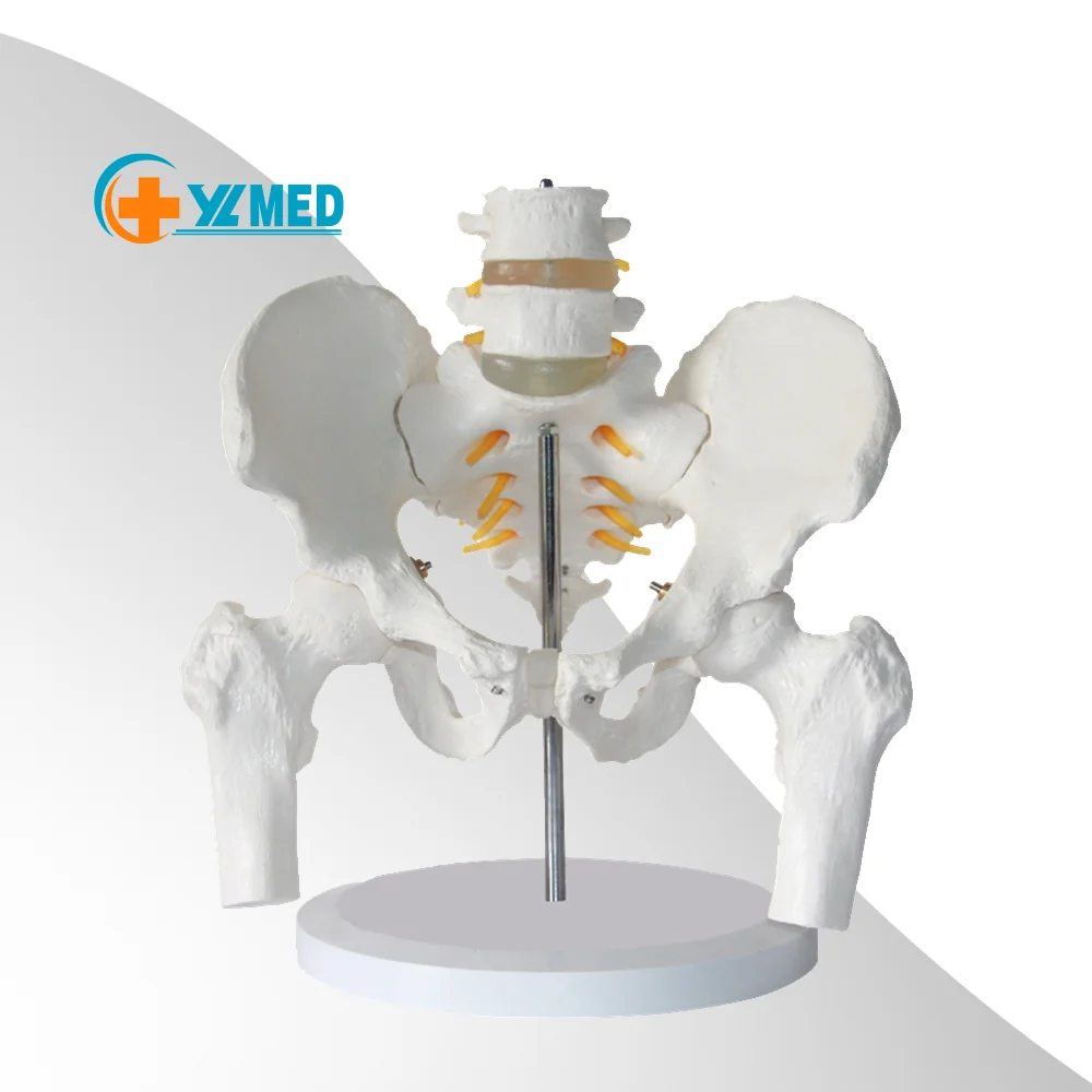 PVC human pelvic bone anatomy model Medical teaching resources Medical ...