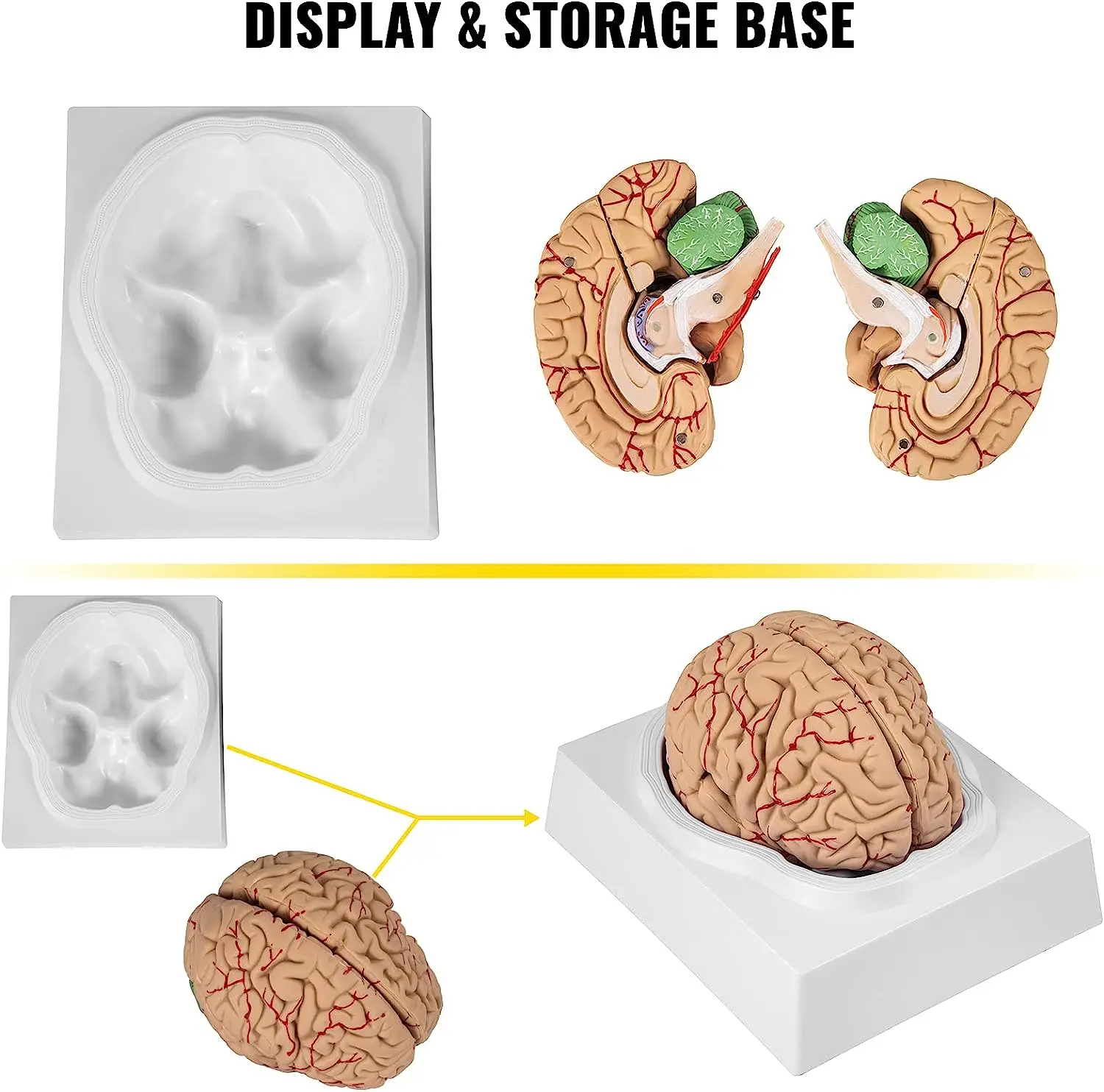 Human Brain Model - 9-Part Anatomy Display for Medical Use