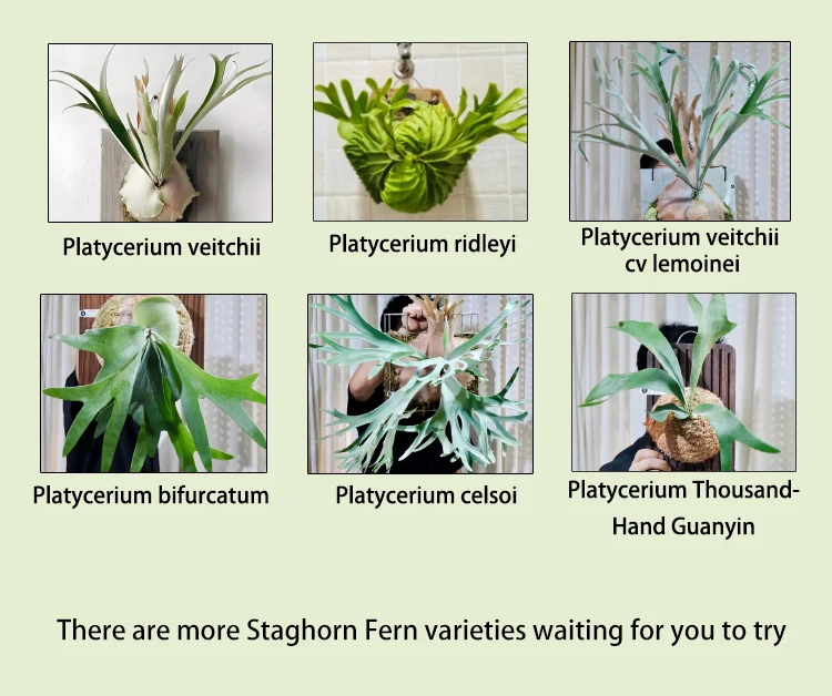 Staghorn Fern Mounting Tool with Included Sphere Mold Peat Cotton Block ...