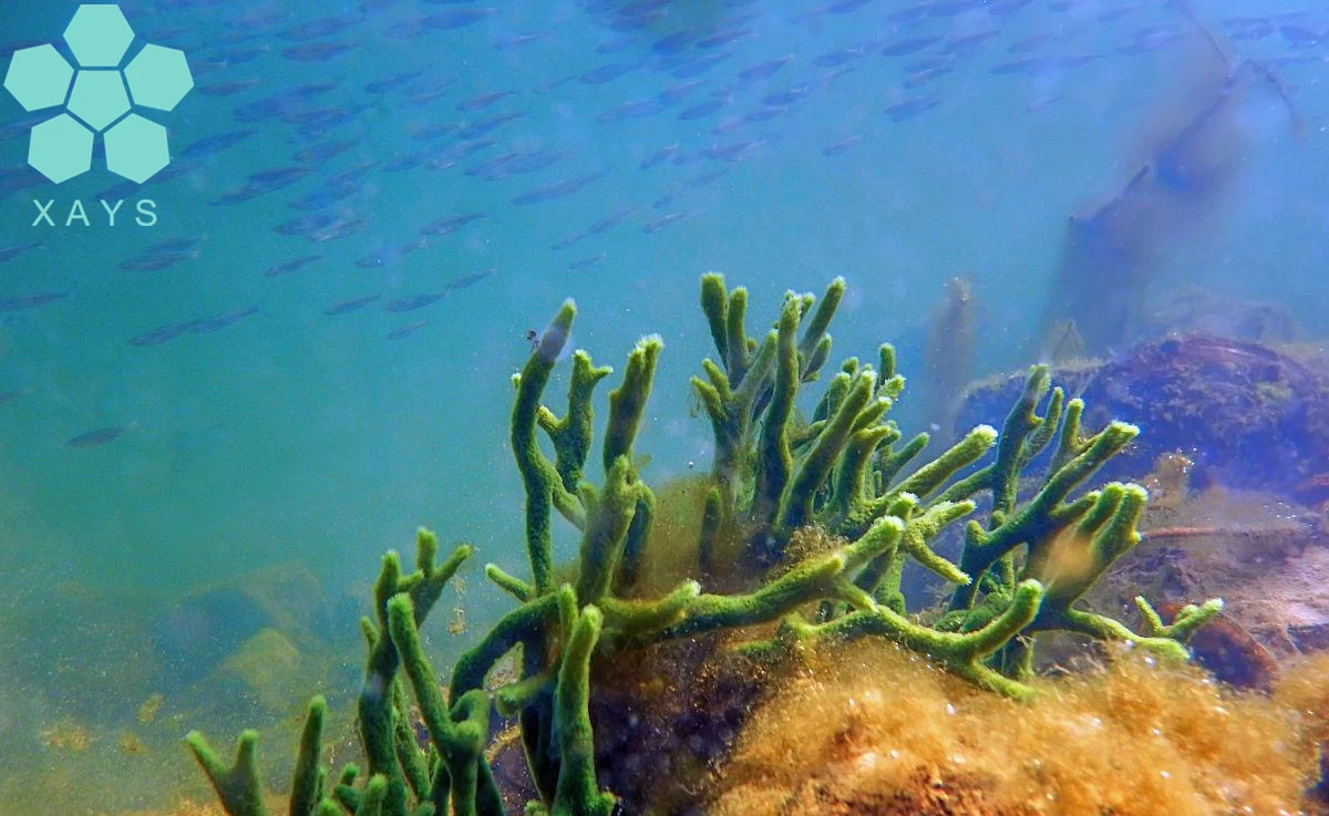 Fresh Water Hydrolyzed Sponge Spicules / Needle Sponge Extract Powder ...