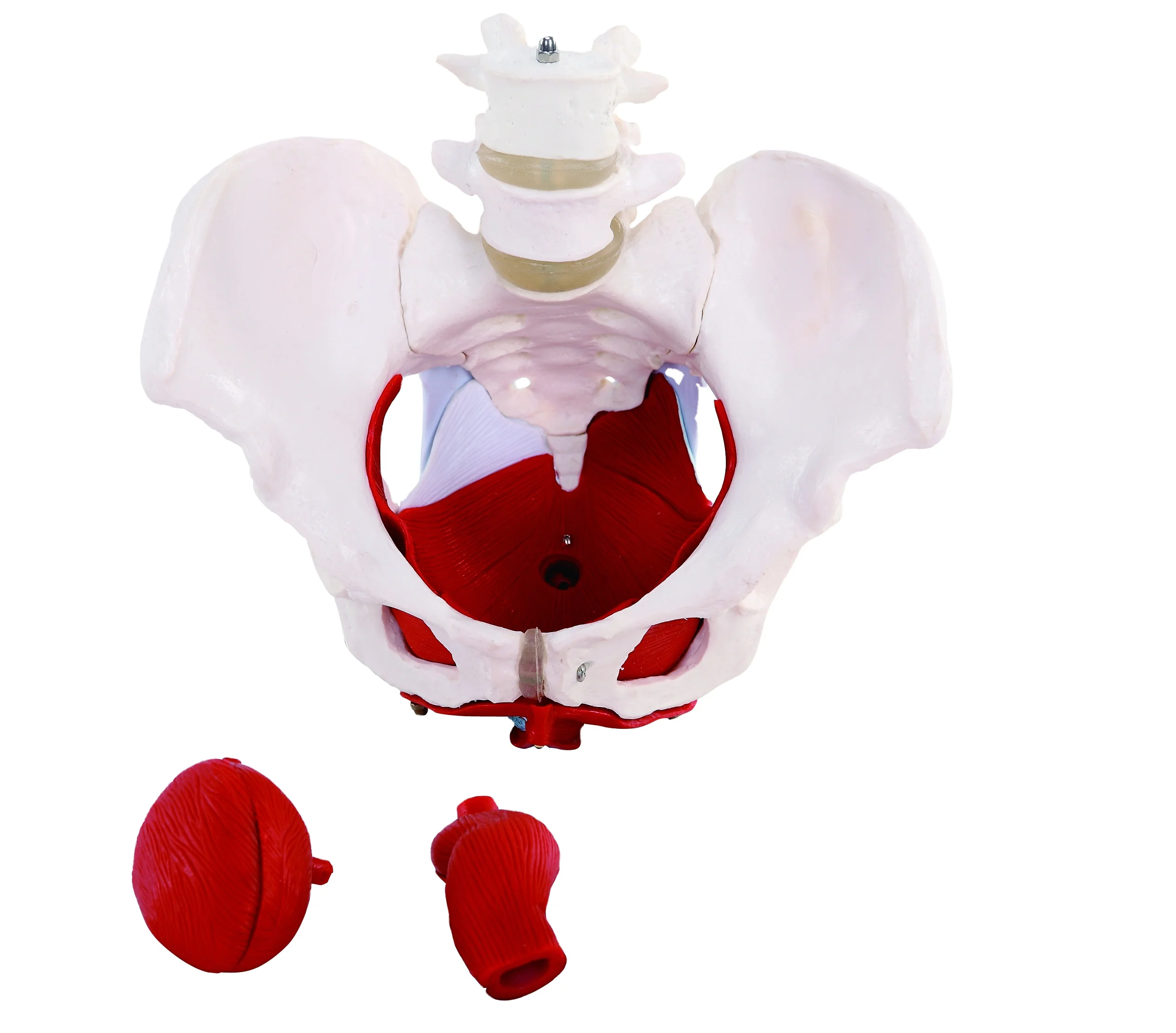 Pvc Teaching Male Female Pelvis Anatomic Model - Buy Teaching Female ...