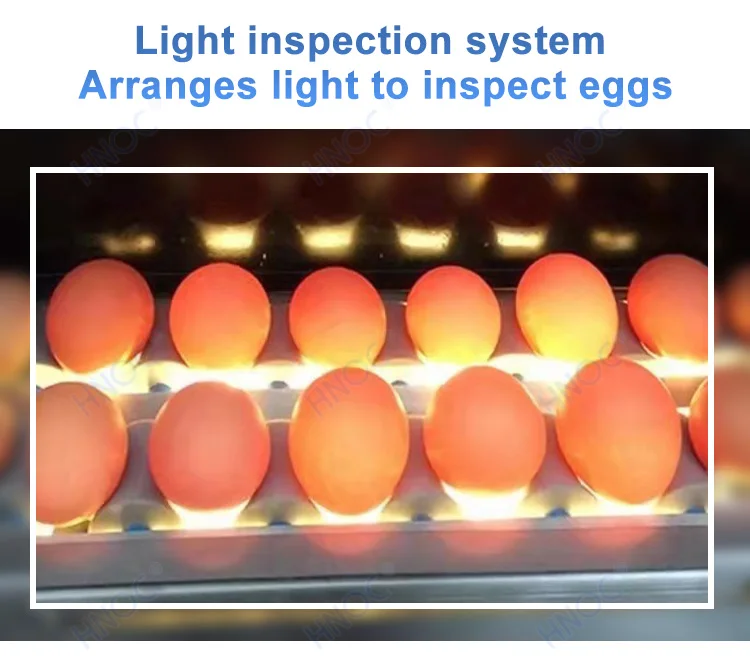 5 Row Lane Egg Sorter Scale and Grader Weigh Inspection 10000 Egg/hr ...