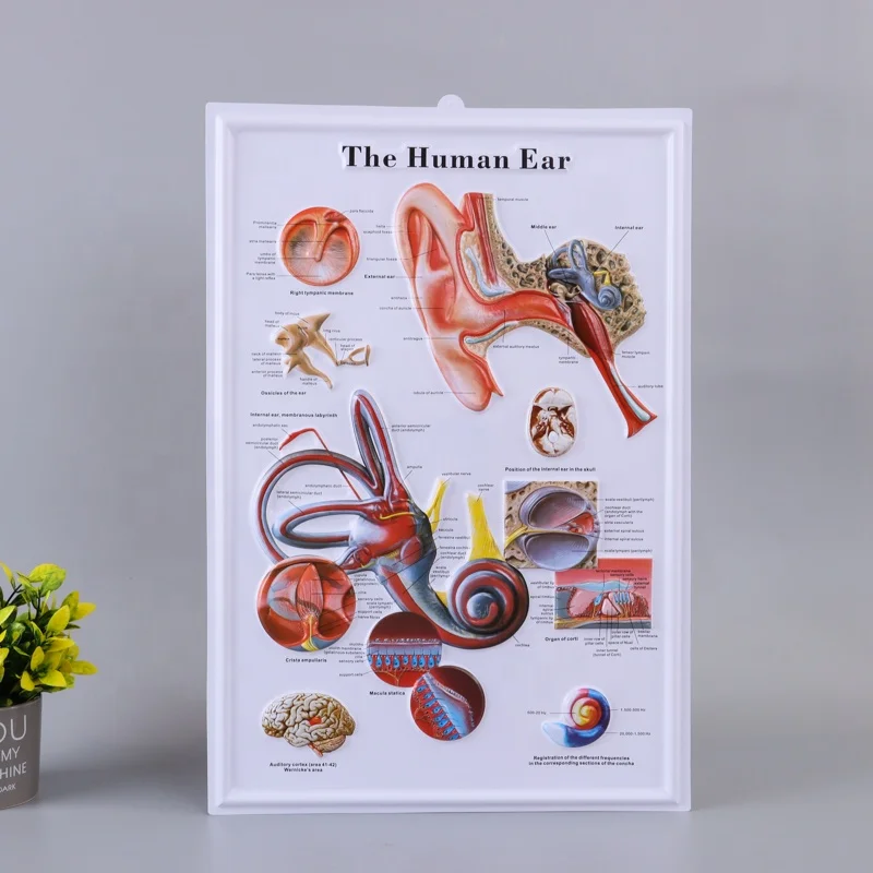 3D Embossed Medical Wall Chart, 3D Poster Made of PVC, Measures 50 X ...