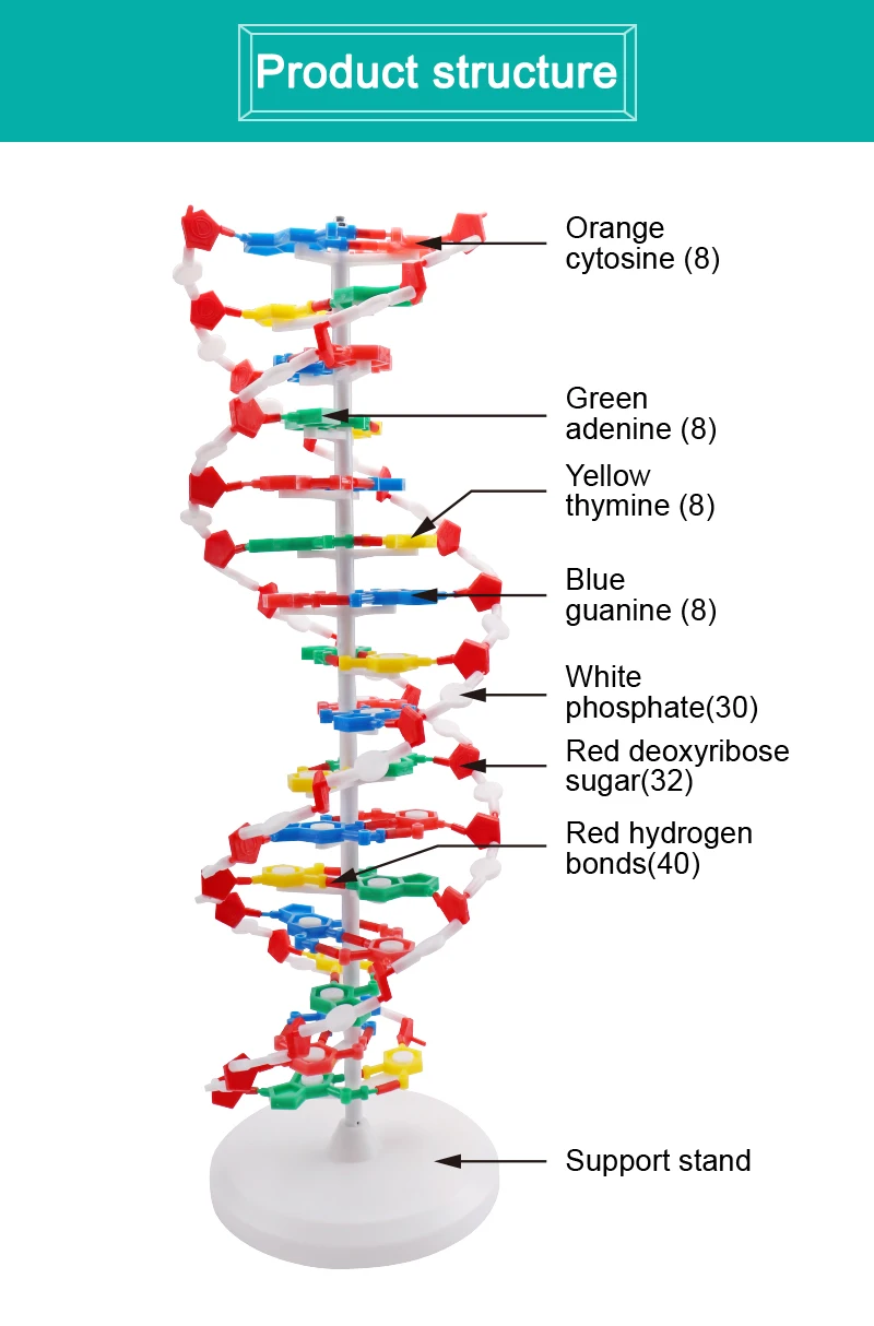 DNA Structure Model for Education | Anatomical Double Helix DNA ...