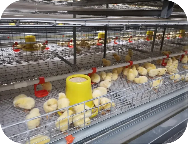H Frame Battery Broiler Chicken Cage - 50000+ Capacity