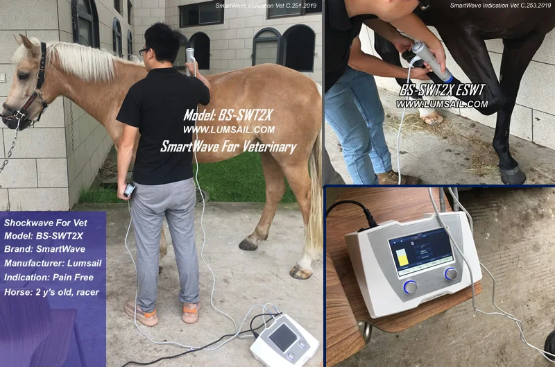Vet Electromagnetic Shock Wave Horse Veterinary Medinine| Alibaba.com