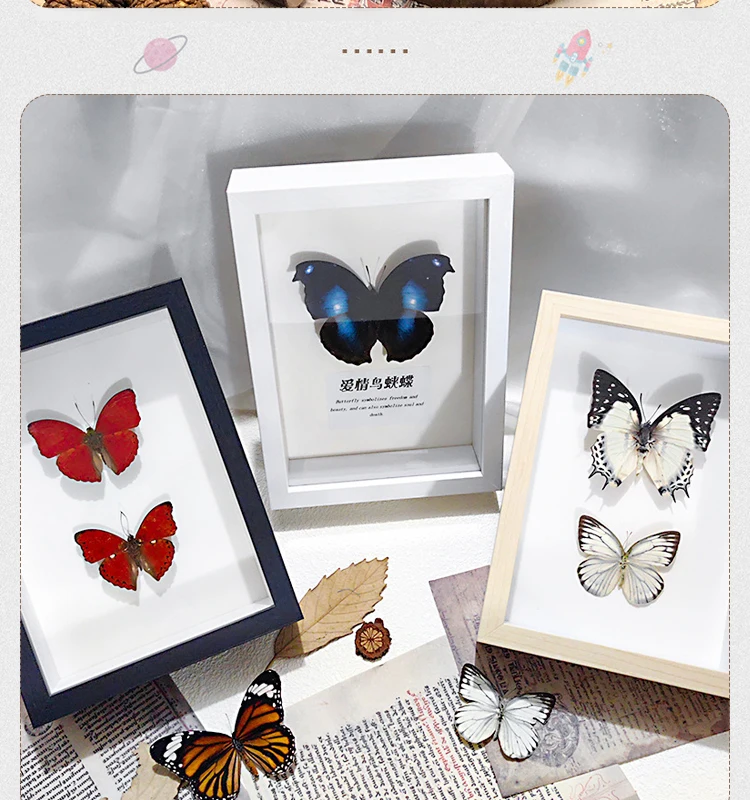 Real Butterfly Specimens for Natural Science Education