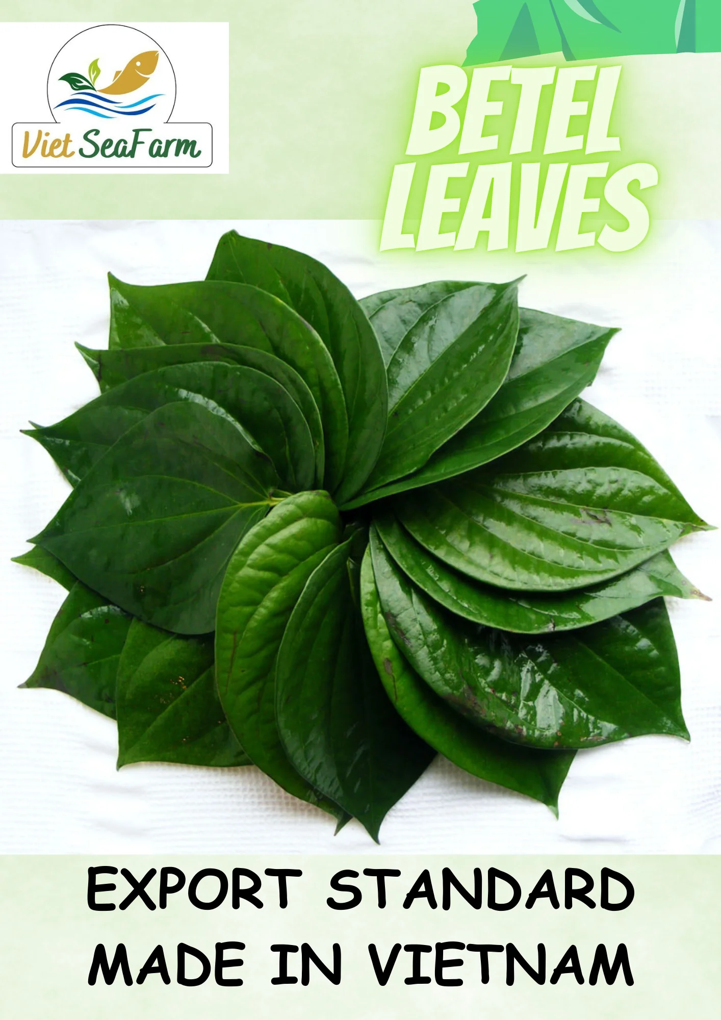 Vietnam Fresh Betel Leaf - High Quality Vietnamese Goods - Super Offer ...