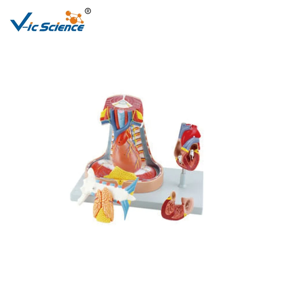 Human Mediastinum Septum Anatomy Education Model For Medical Science ...