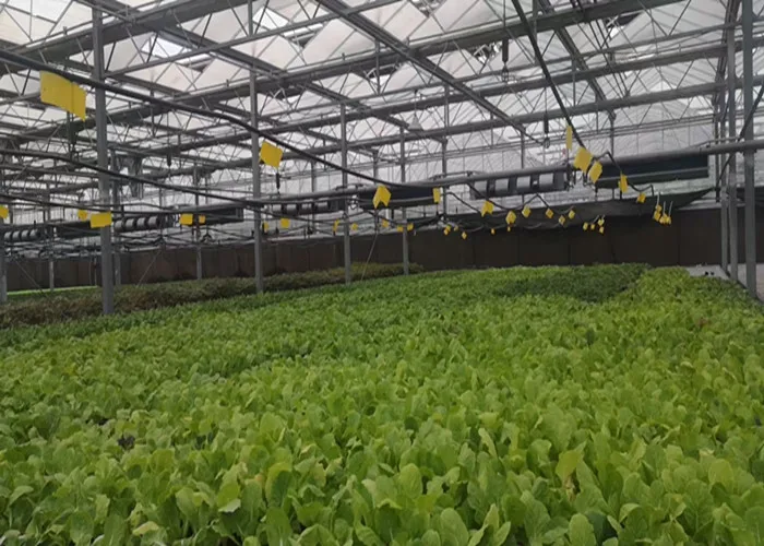 Invernaderos Grande 500 m2 Greenhouse for Growing Tomatoes - Efficient ...