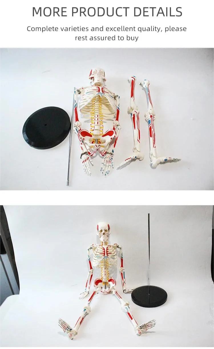 Human Body Assembly Set Medical Science Manikin,Medical Science Nurse ...