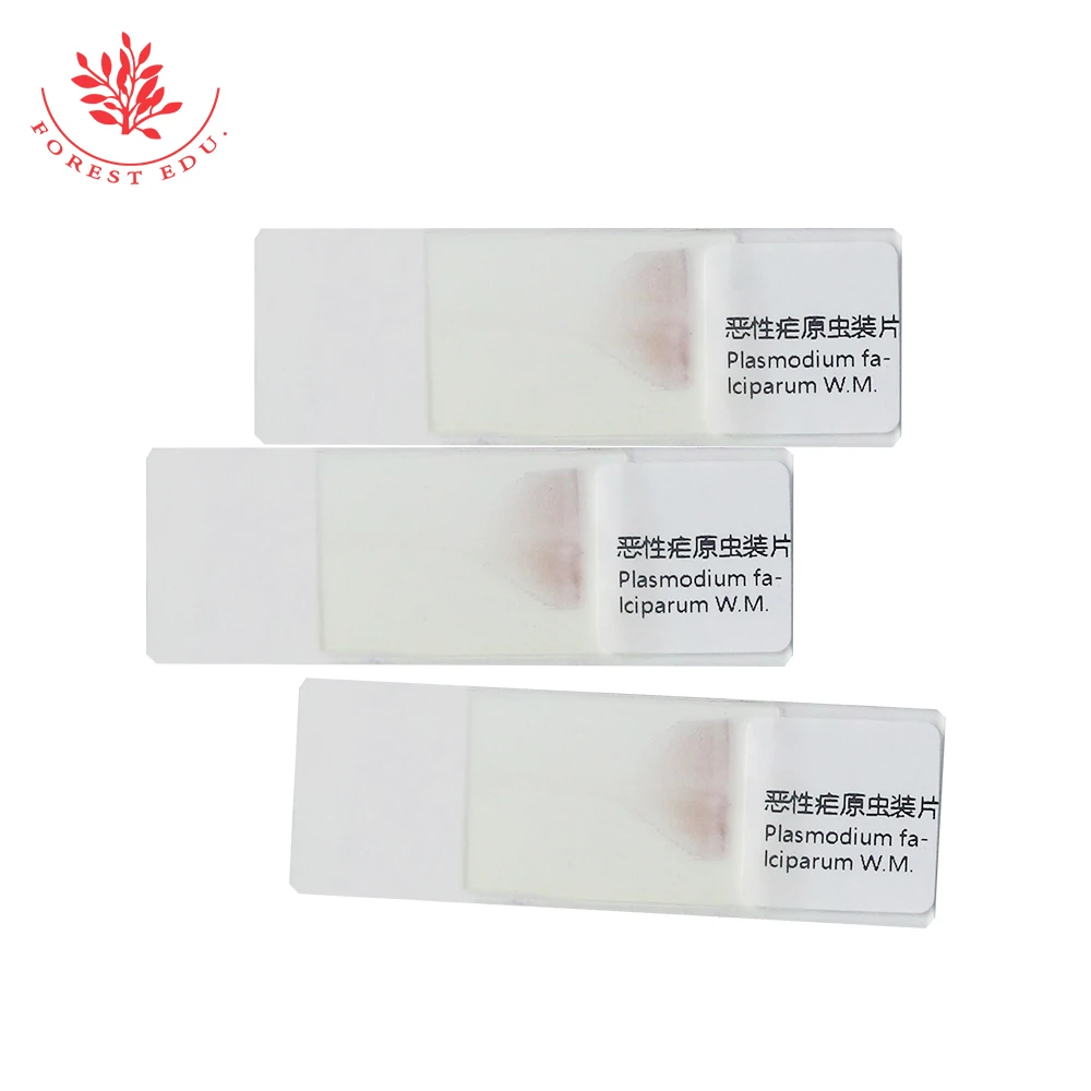 Biological Parasite Slides Plasmodium Vivax Falciparum Slides Teaching ...