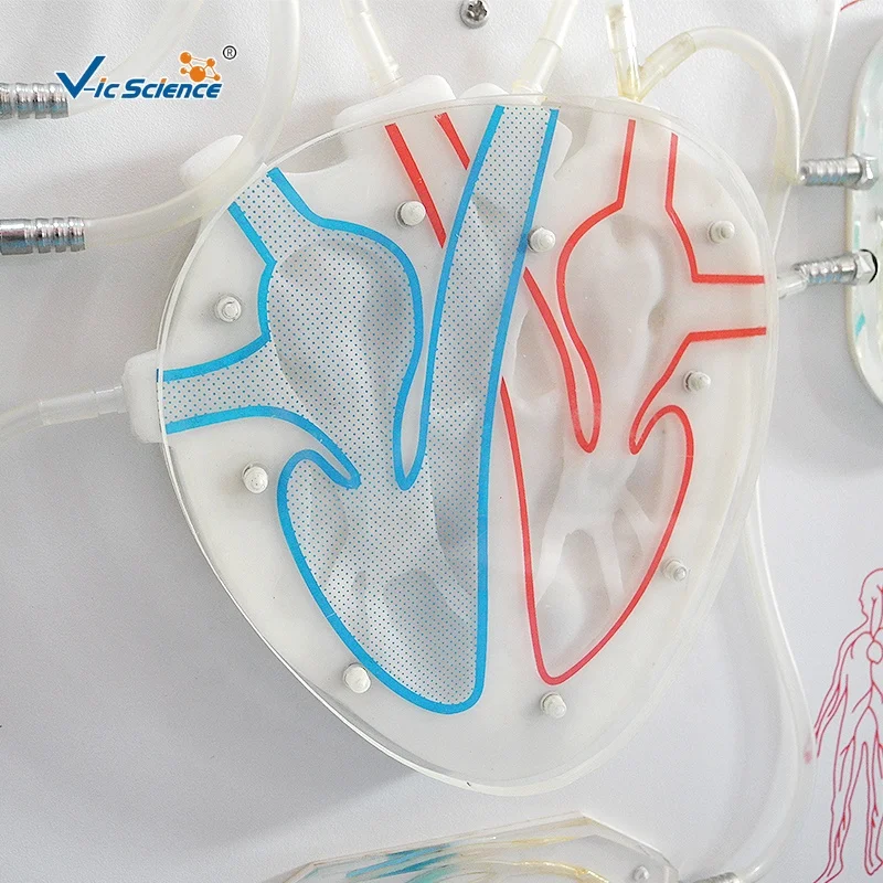 Medical Science Nursing Manikin Human Anatomy Blood Circulation ...