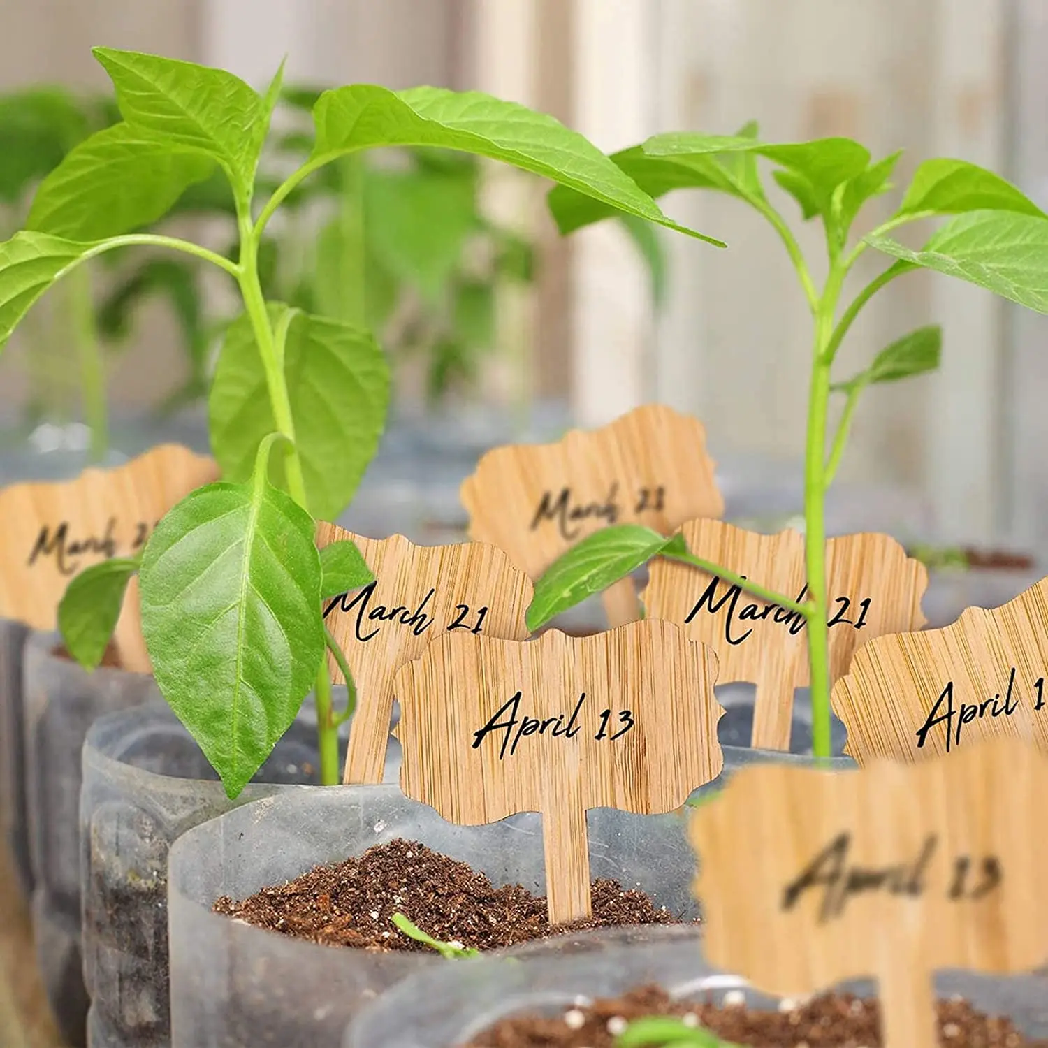 50pcs Bamboo Plant Labels Garden Markers T-Type Plant Tags Flower ...