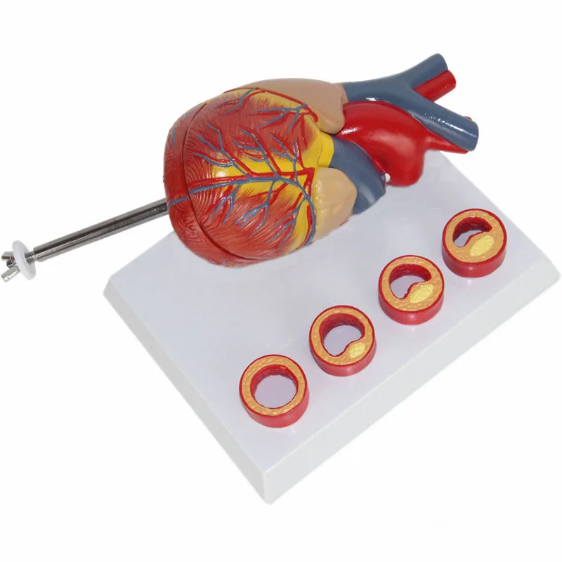 Medical School Cardiac Anatomy Teaching model The natural large adult ...