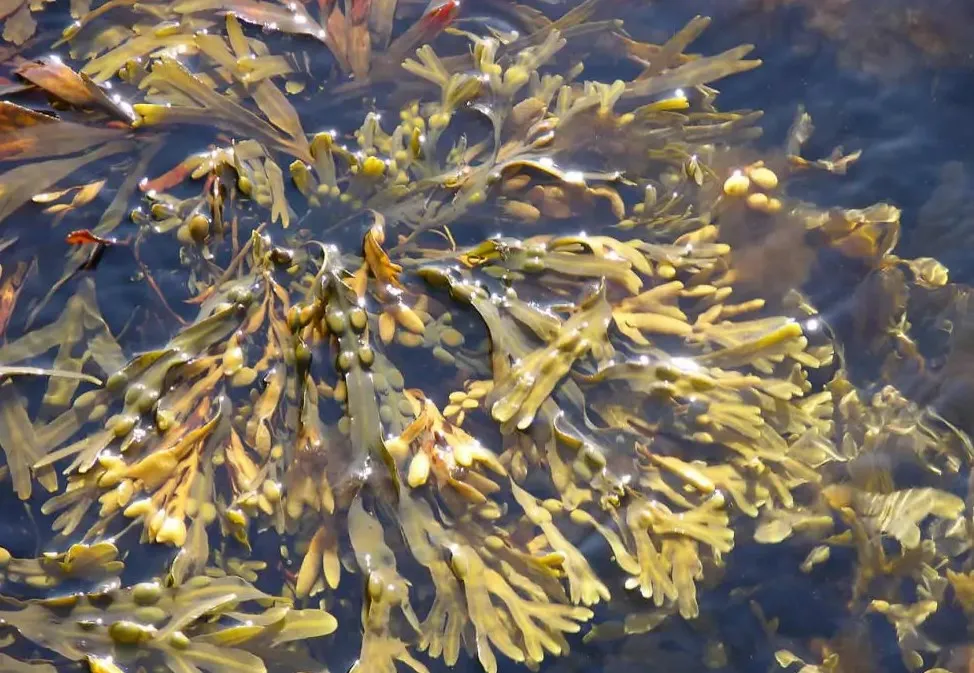 Fucus Vesiculosus Extract Bladderwrack Powder Alginic Acid 20% Iodine 0 ...