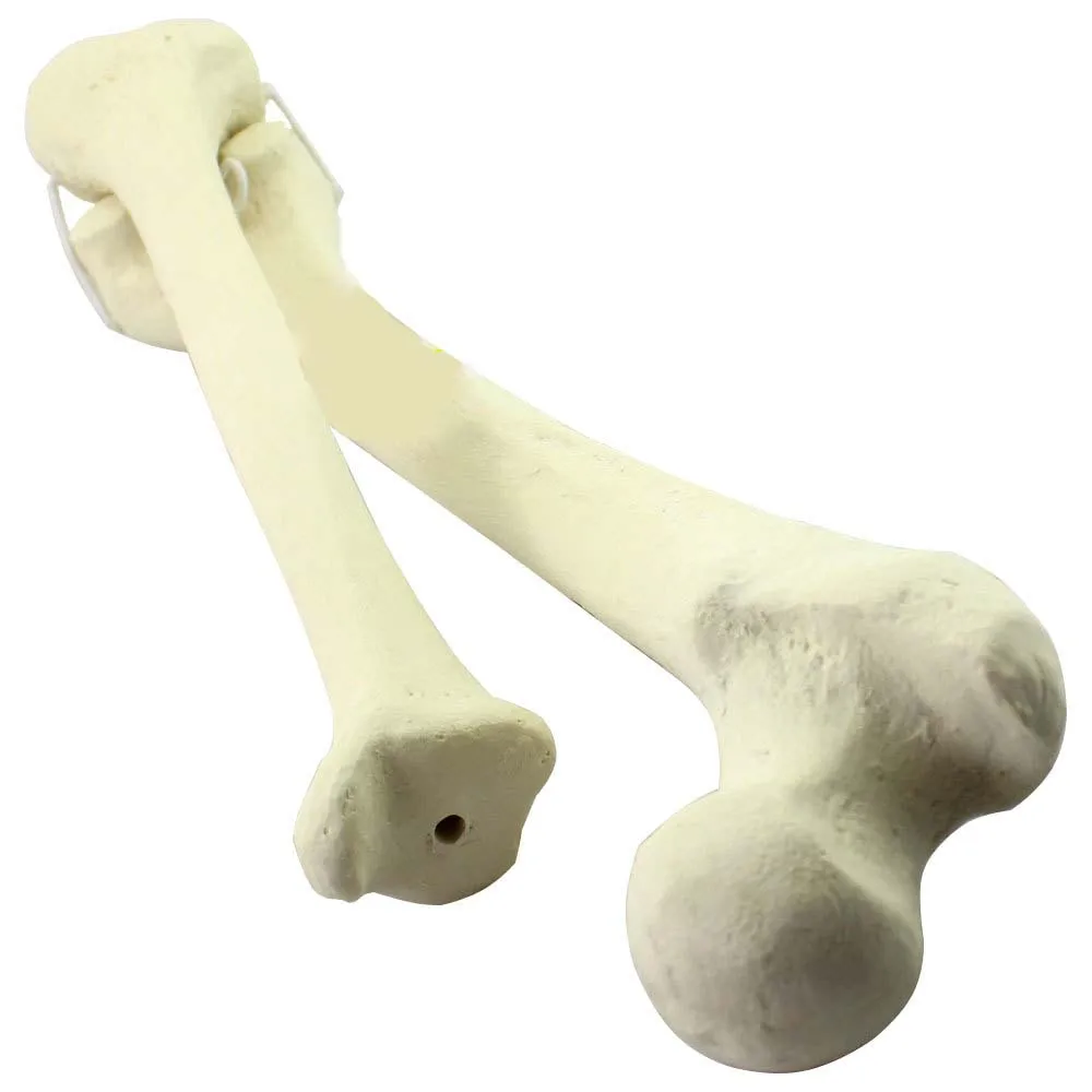 Human Tibia And Fibula Bone Model For Medical Learning And Training ...