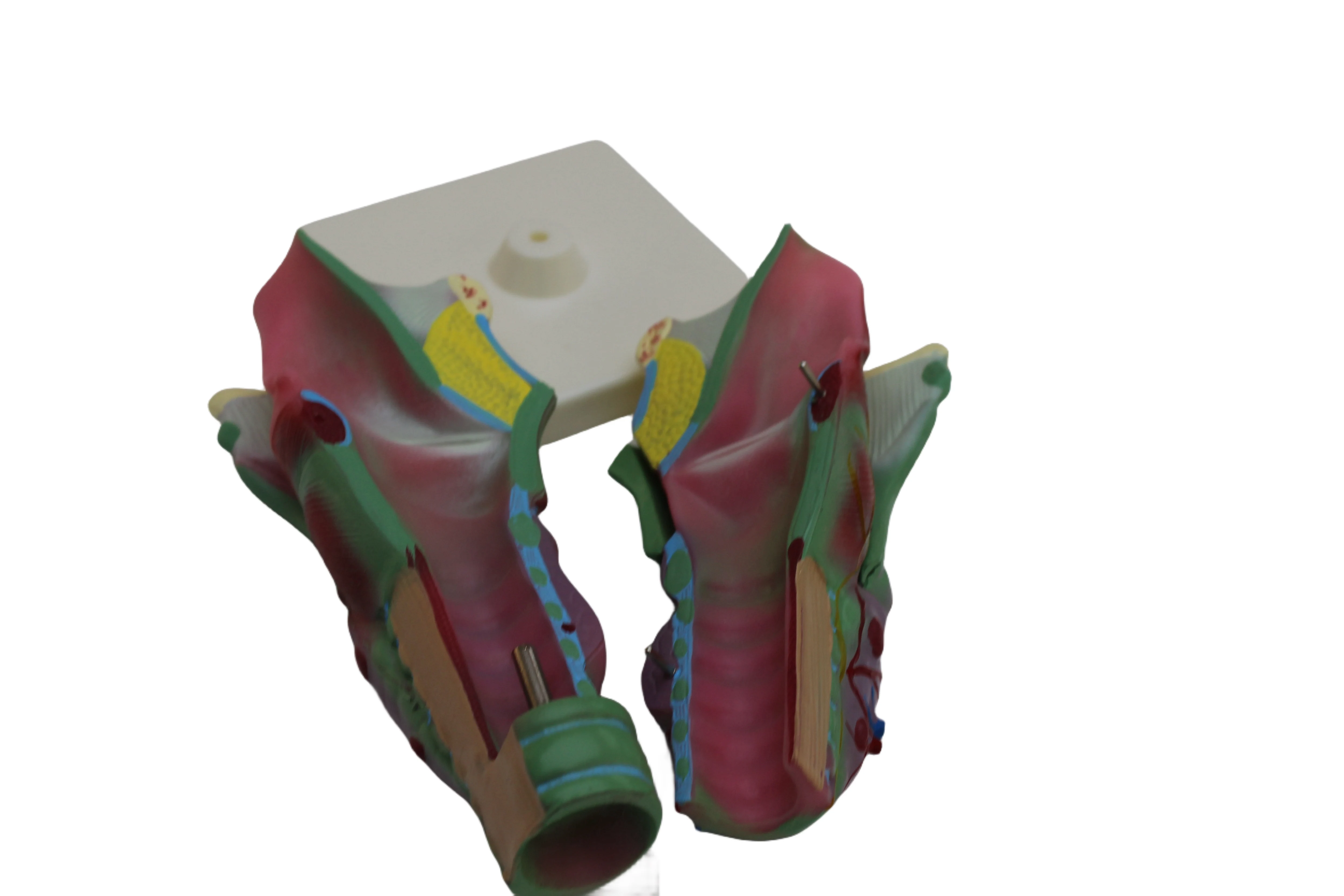 Teaching And Training Human Anatomy Of The Pvc Virtual Magnified Larynx ...