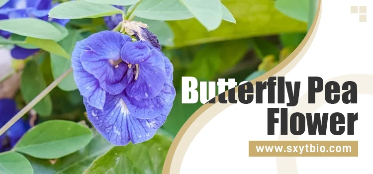Butterfly Pudding Powder Butterfly Pea Coloring Food Additives ...