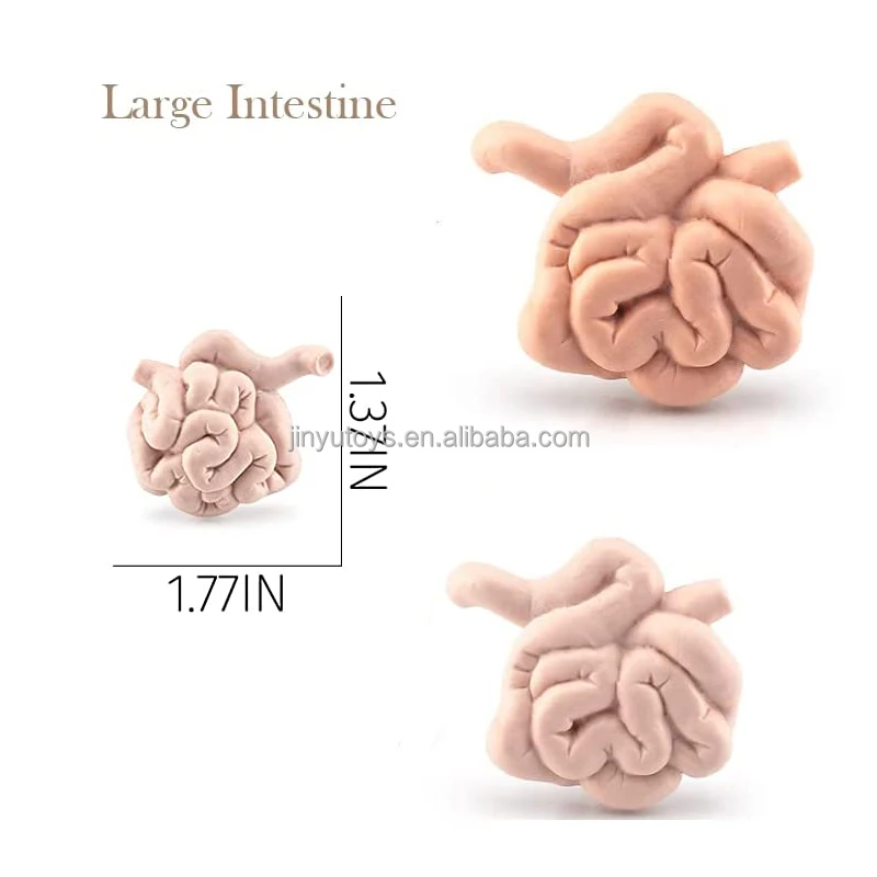 Educational Human Body Anatomy Toys for Kids - Mini Organs