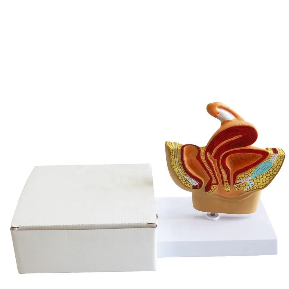 Female Reproductive System Model Pelvis Model Female Pelvis ...