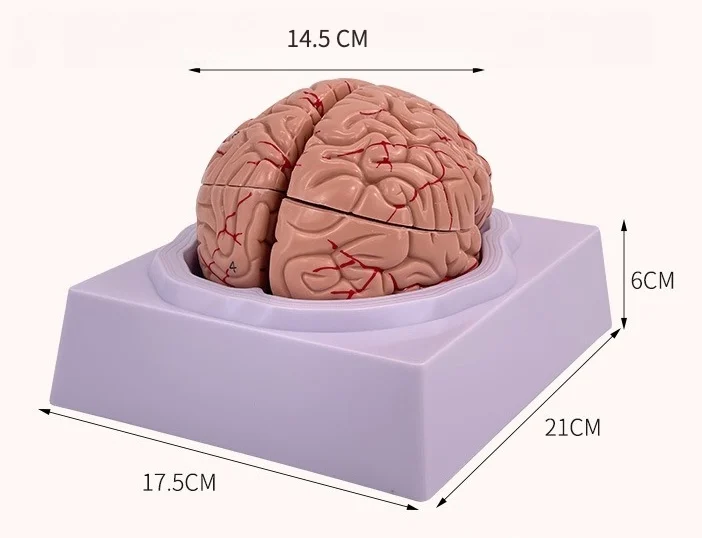 Kyrenmed Human Brain Model 8 Parts - Life Size Teaching Tool