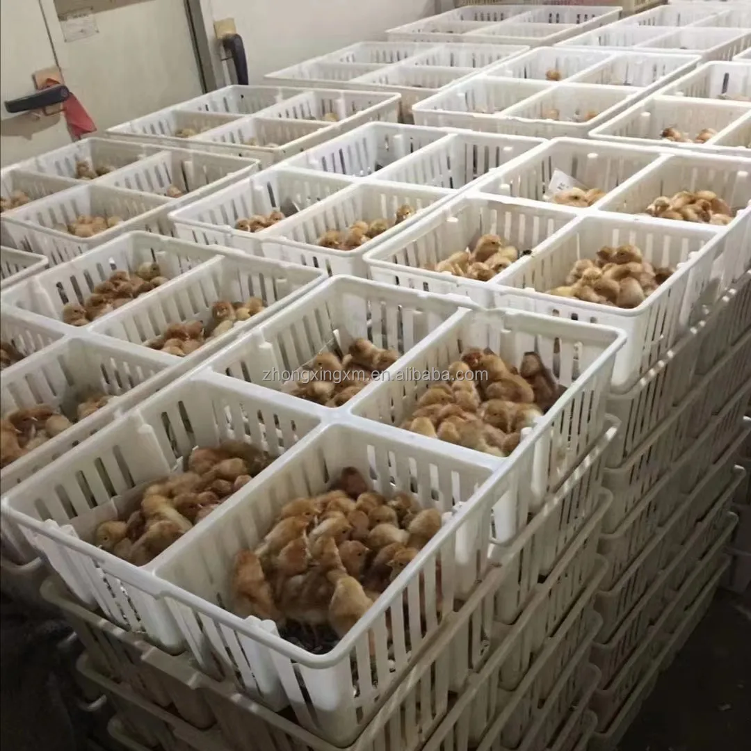 High Quality Plastic Chick Transport Crate Box Baby Chick Transport ...