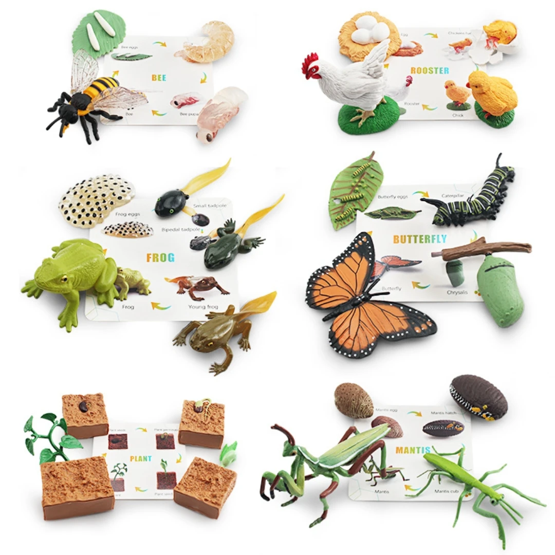 Montessori Life Cycle Animal Figures with Flash Cards Plastic Animal ...