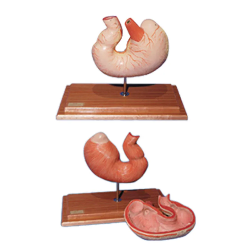 Pig Stomach Anatomical Model, Pig Stomach Anatomy Model, Pig Stomach ...
