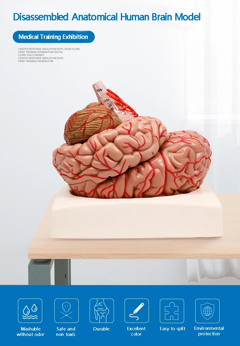 Bix-a1049 Medical Teaching Tool Brain Medical Anatomical Model With ...