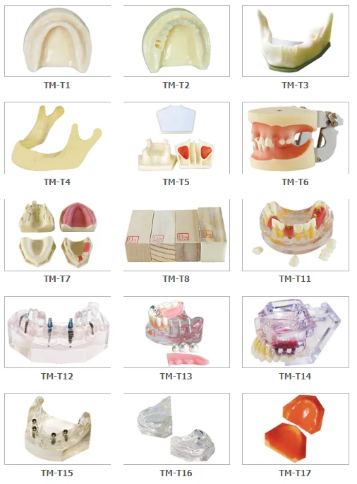 Dental Edentulous Model Anatomical Shape Toothless Jaw Model - Buy ...