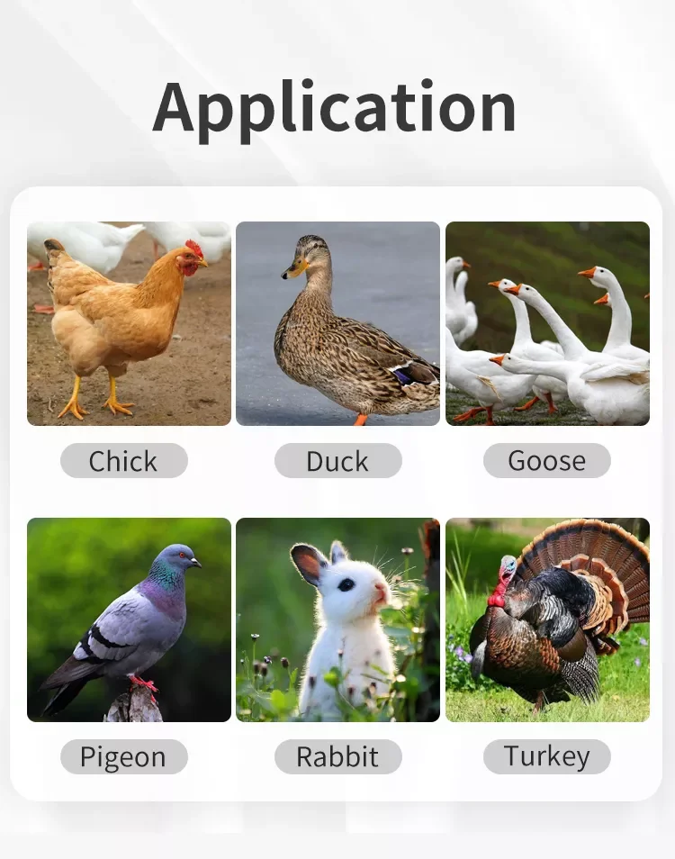 Hdpe Plastic Chicken Transport Crate /poultry Carrying Boxes /plastic ...