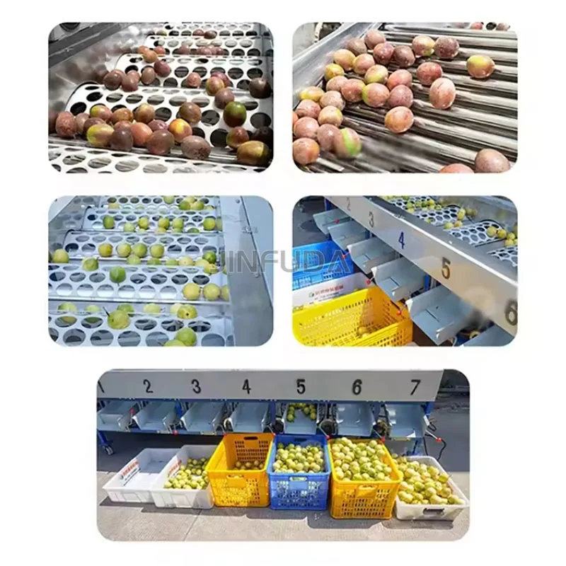 Blueberry Grading Machine & Potato Sorting Solutions