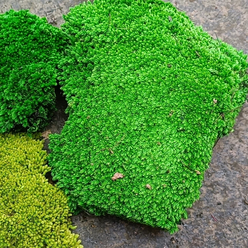 Indoor Dried Moss Balls Artificial Marimo Moss Ball for Decoration ...