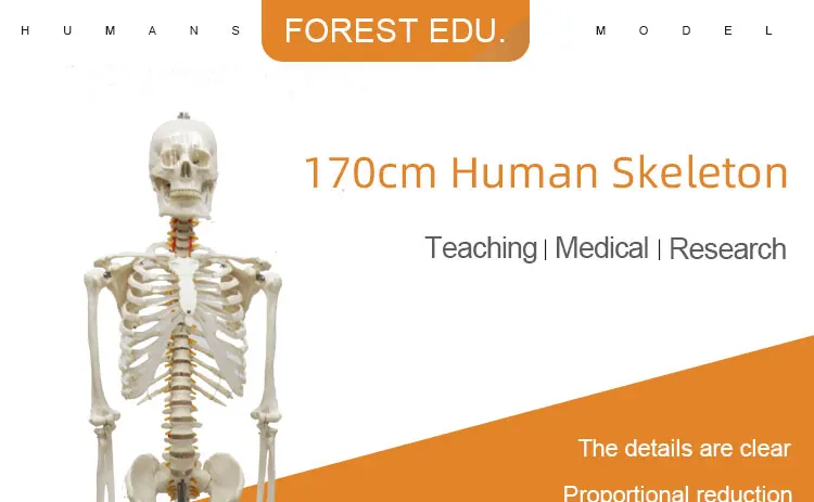 Life Size Human Skeleton Model 180cm - 206 Bones Anatomical Learning ...