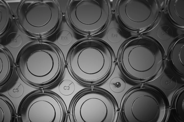 NEST 35mm Glass Bottom Cell Culture Dish for Confocal Microscopy