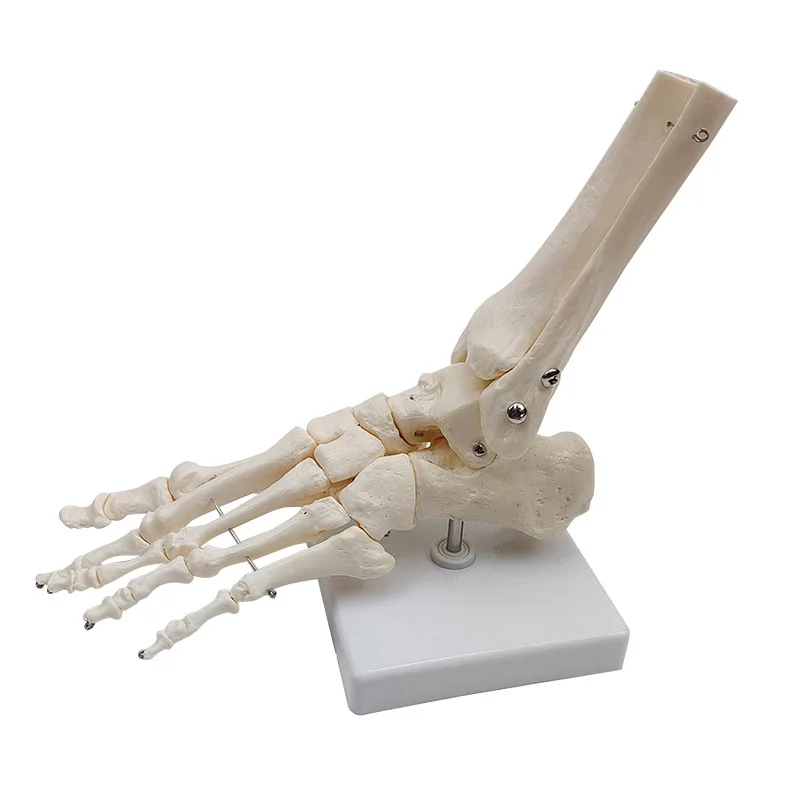 Human Foot Anatomical Model Flexible Ankle Joint Model| Alibaba.com