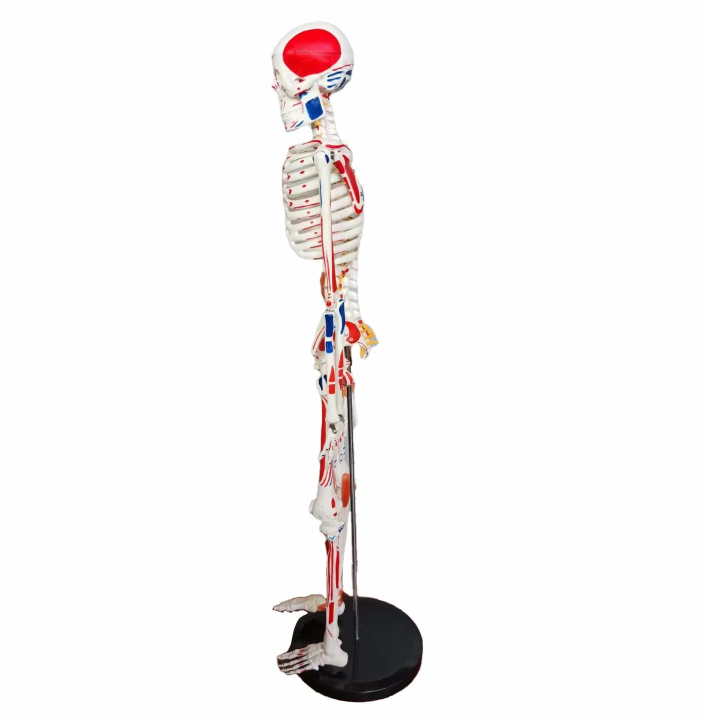 85cm Medical Human Model Skeleton With Neurovascular Model For Human ...