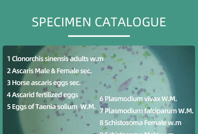 Malaria Microscope Slides for 10 Species - Educational Supply, OEM ...