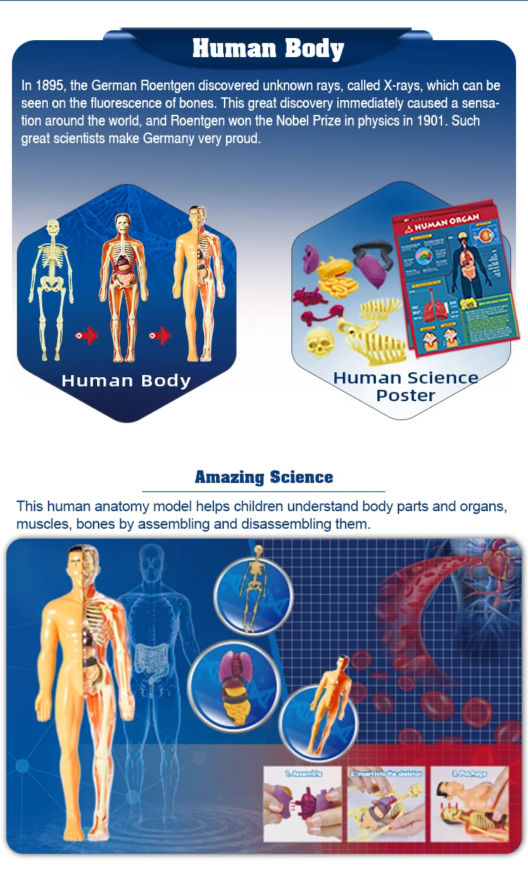 Educational 3d Model Scientific Blocks Model Building Toys Human ...