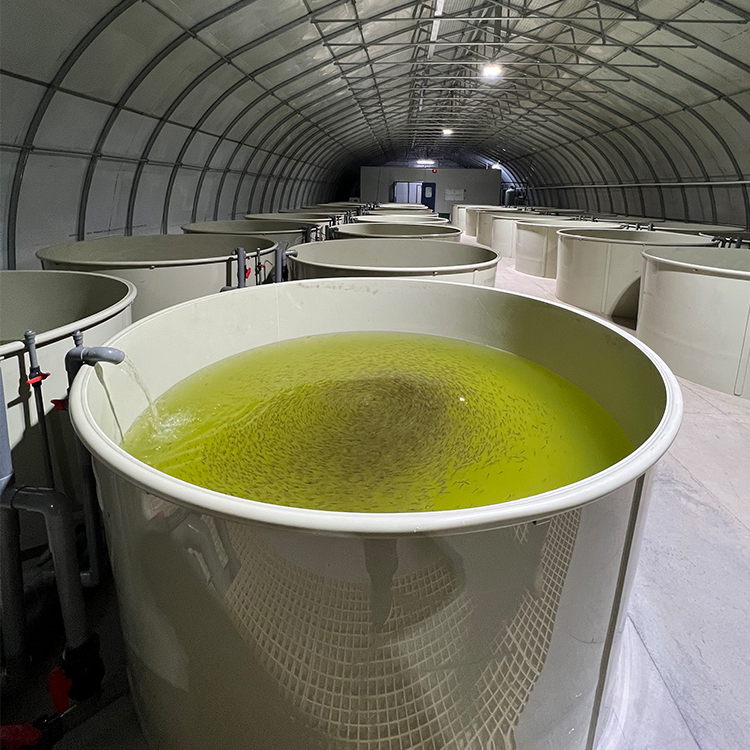 Aquaculture Recirculating System/ras Aquaculture System Fish Farming ...